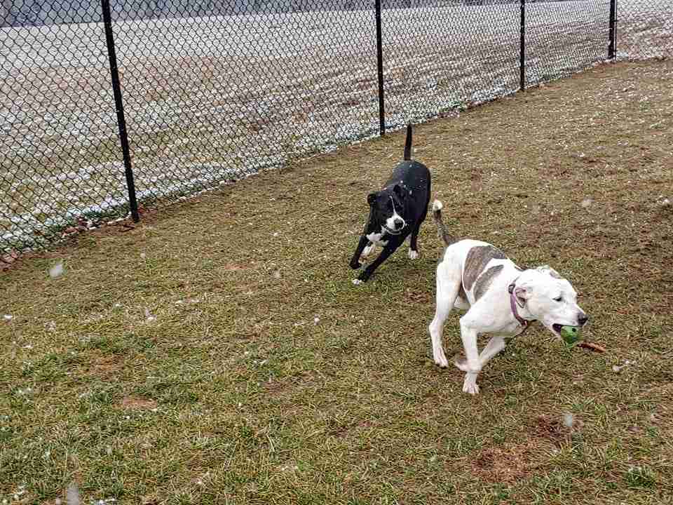 About Your Stay - Mine Branch Dog Ranch